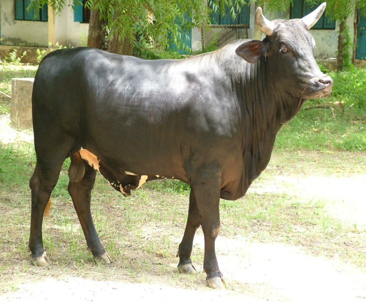 Semen Station at Jagudan - Dudhsagar Dairy | Dudhsagar Dairy