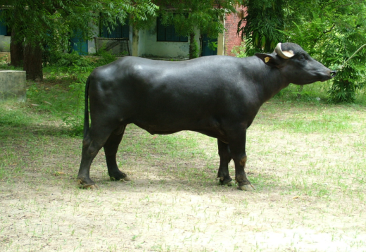 Semen Station at Jagudan - Dudhsagar Dairy | Dudhsagar Dairy